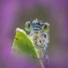 International Garden Photographer of the Year Celebrates Botanical ...