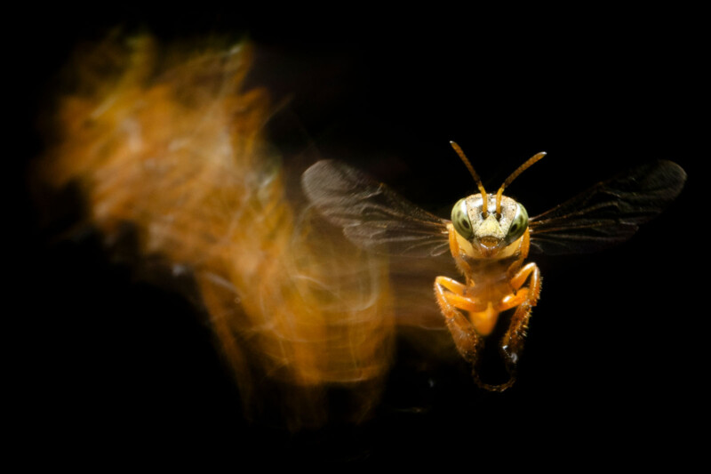 Diving Into Underwater Wildlife Photography with Kristi Odom | PetaPixel