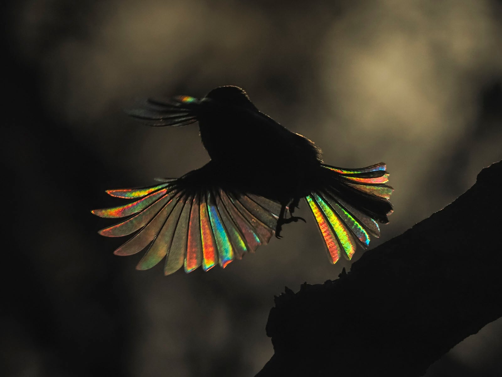 Photographer's Beautiful Pictures of Rainbows That Appear in Bird Wings ...