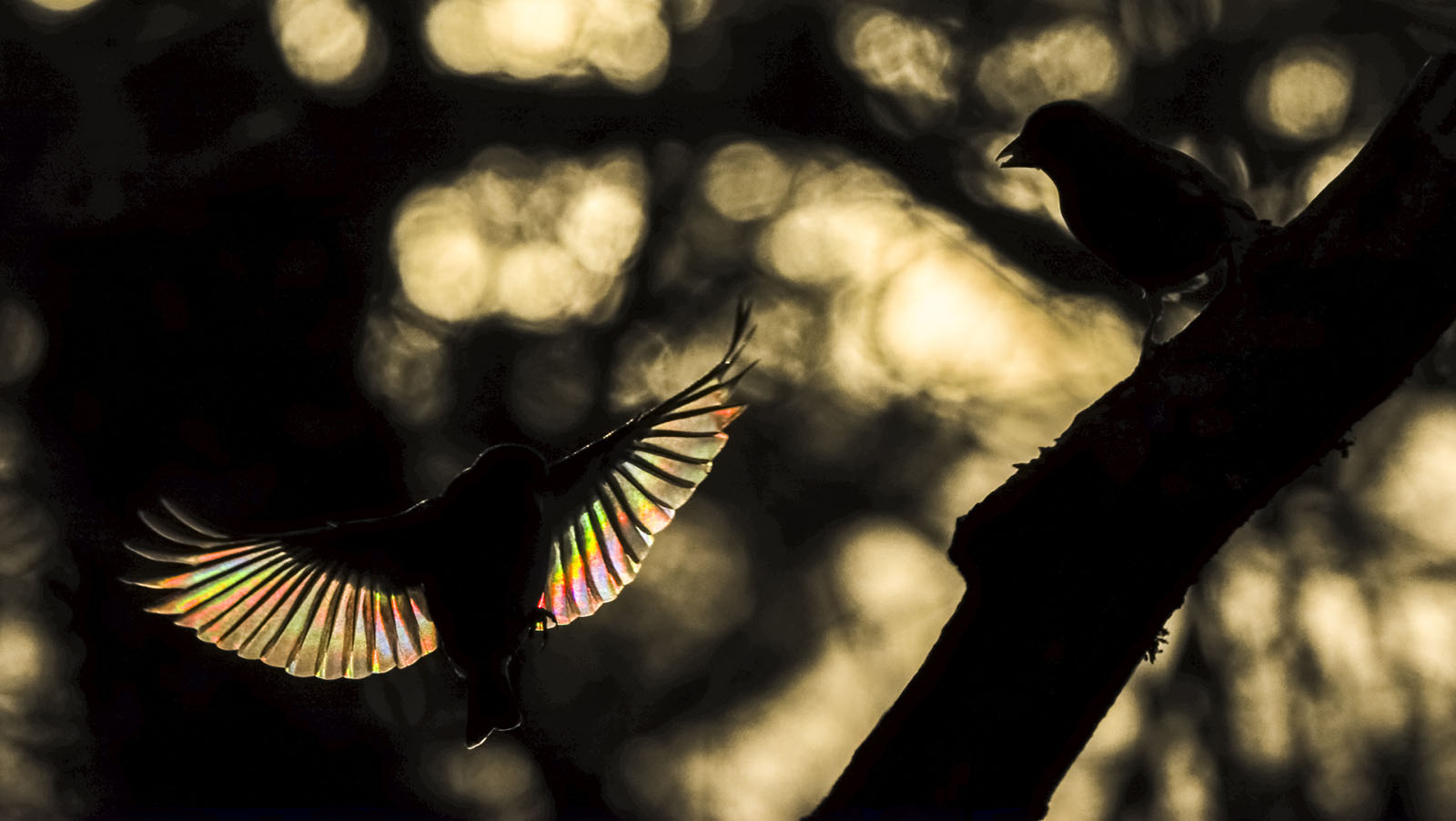 Photographer's Beautiful Pictures of Rainbows That Appear in Bird Wings ...