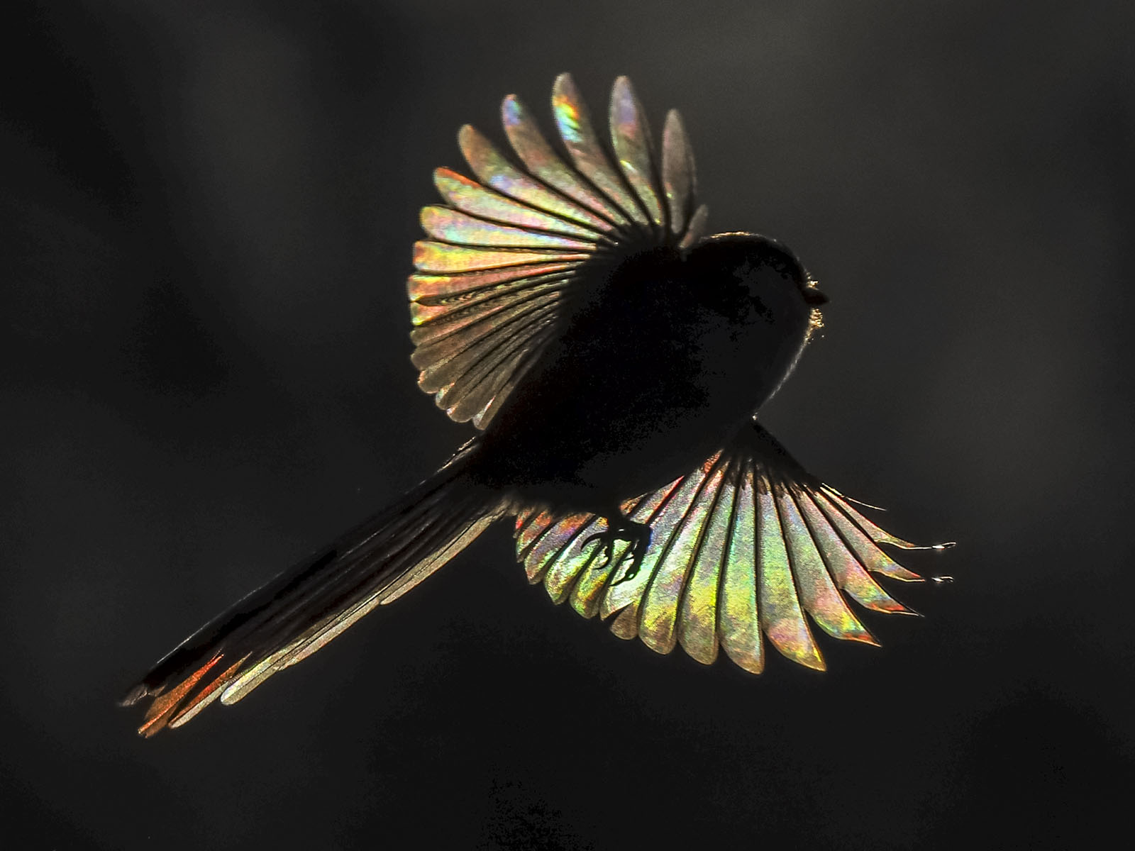 Photographer's Beautiful Pictures of Rainbows That Appear in Bird Wings ...