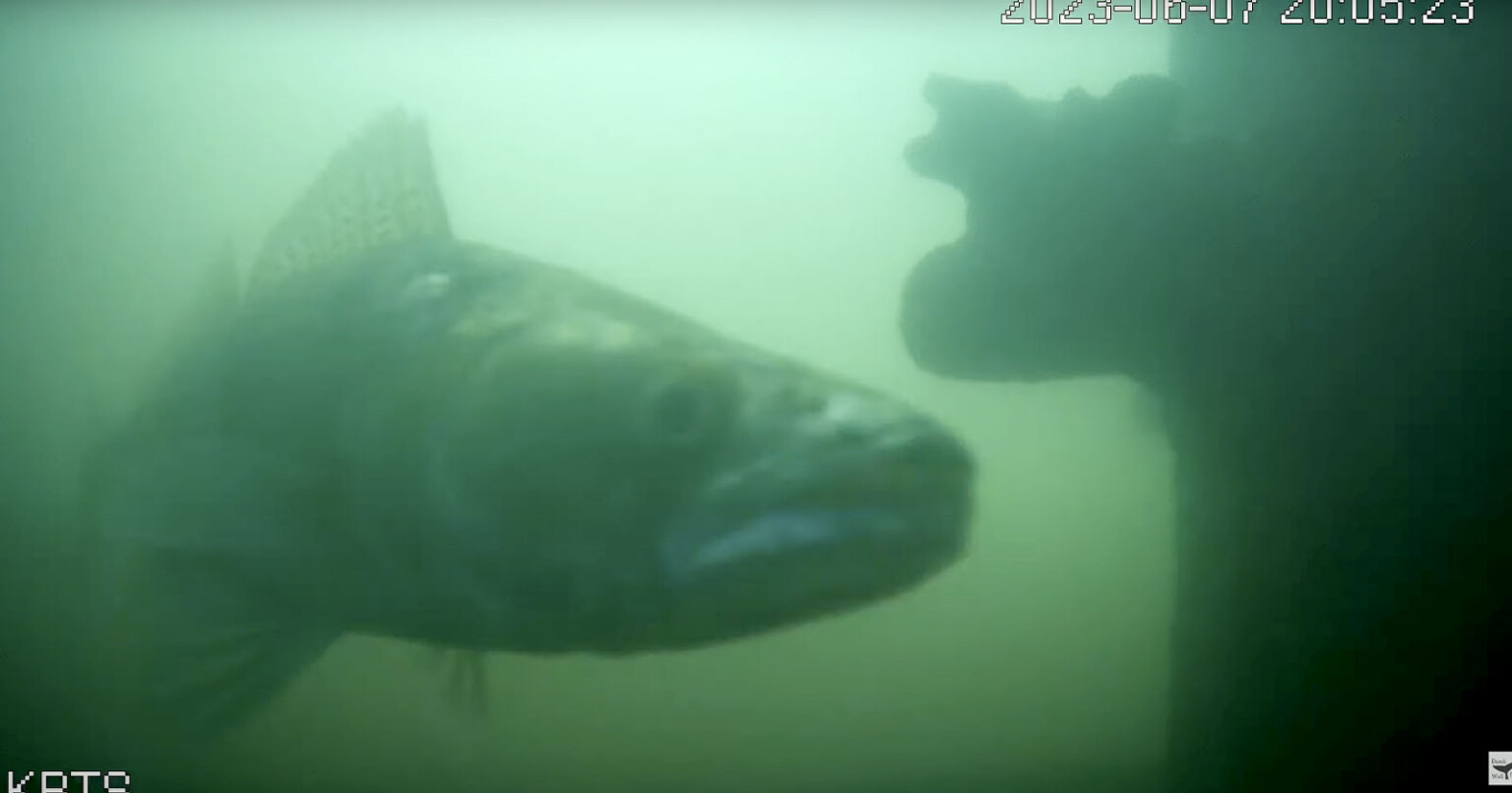 This Underwater Doorbell Camera Lets You Open the Door for Fish | PetaPixel