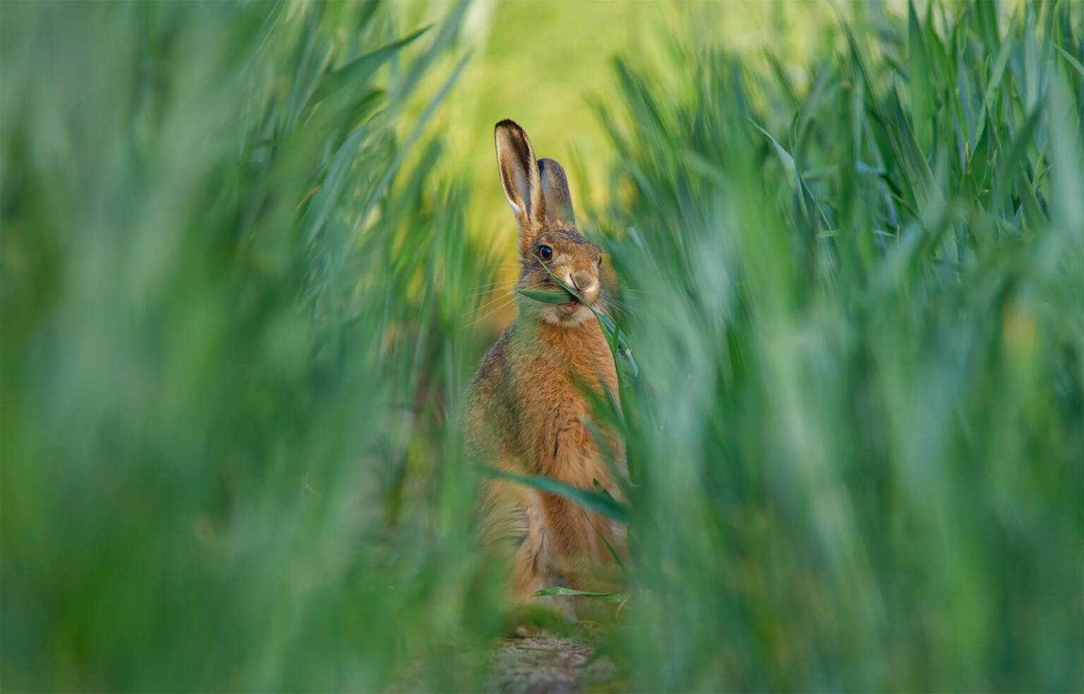 The Breathtaking Winners of the British Wildlife Photography Awards ...