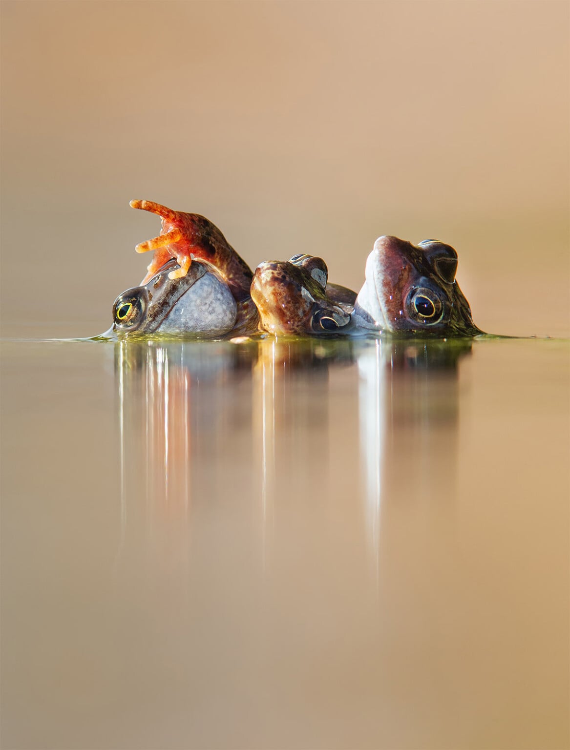 The Breathtaking Winners of the British Wildlife Photography Awards ...