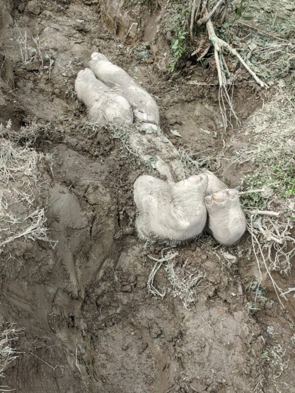 Scientists Capture Eerie Photos of Mysterious Elephant Burial | PetaPixel