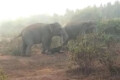 Scientists Capture Eerie Photos of Mysterious Elephant Burial | PetaPixel