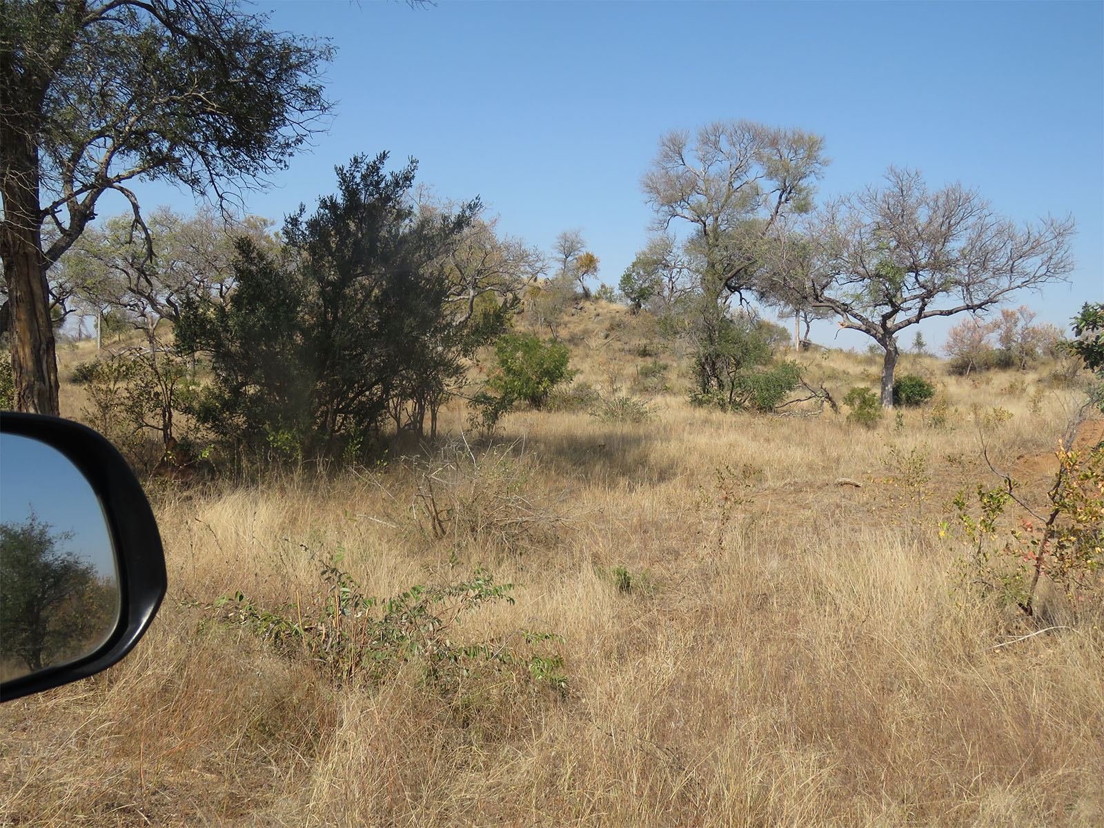 Photographer Spots Leopard Hiding in the Grass, But Can You Find It ...