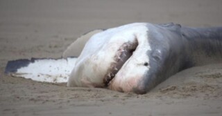 'Unprecedented' Footage Shows Lone Orca Kill Great White Shark in Two ...