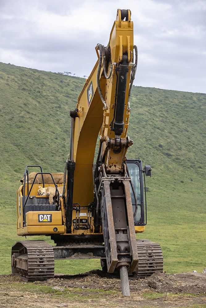 Photographer Captures Big Cats Sleeping on Big CATS | PetaPixel