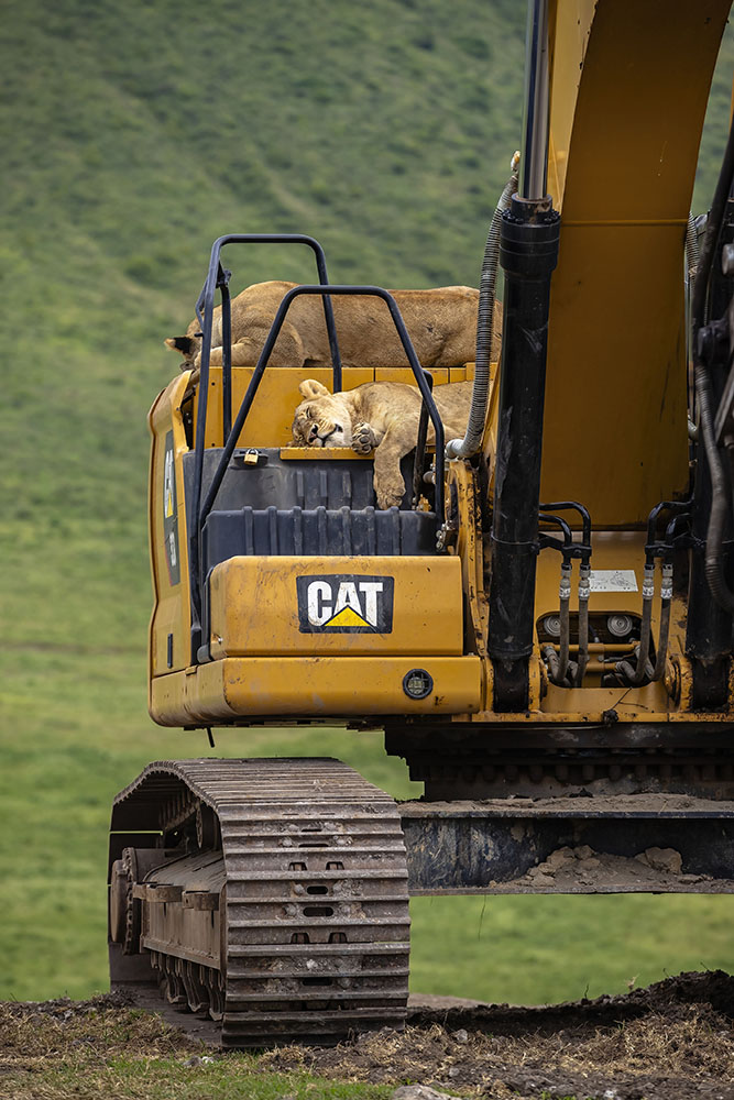 Photographer Captures Big Cats Sleeping on Big CATS | PetaPixel