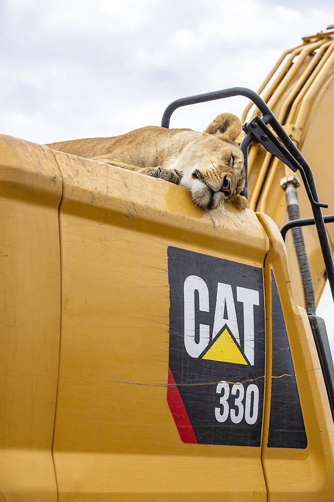 Photographer Captures Big Cats Sleeping on Big CATS | PetaPixel