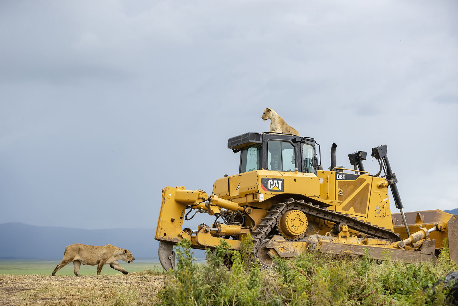 Photographer Captures Big Cats Sleeping on Big CATS | PetaPixel