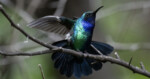 New Photos Show One of the World's Rarest Hummingbirds | PetaPixel