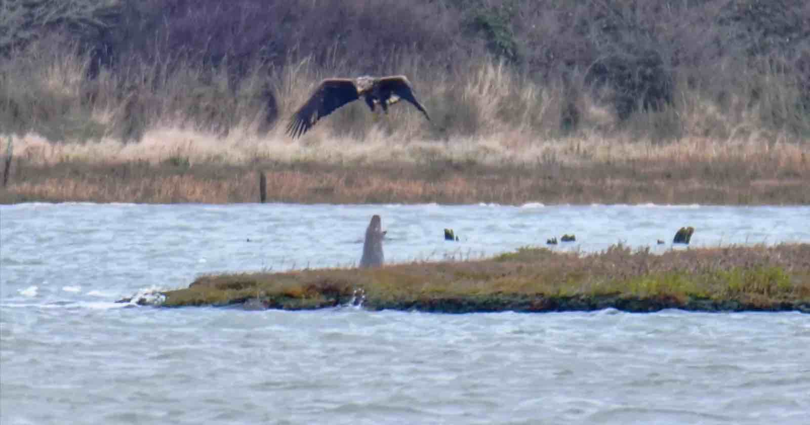 Photographer Captures Seal Spitting at Eagle in Never-Seen-Before ...