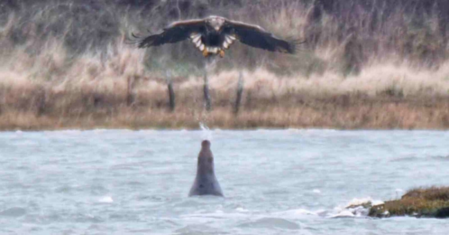 Photographer Captures Seal Spitting at Eagle in Never-Seen-Before ...