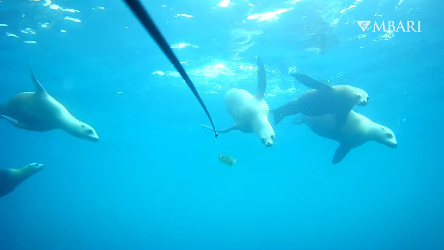 Underwater Camera Captures Footage of Elusive Predators | PetaPixel