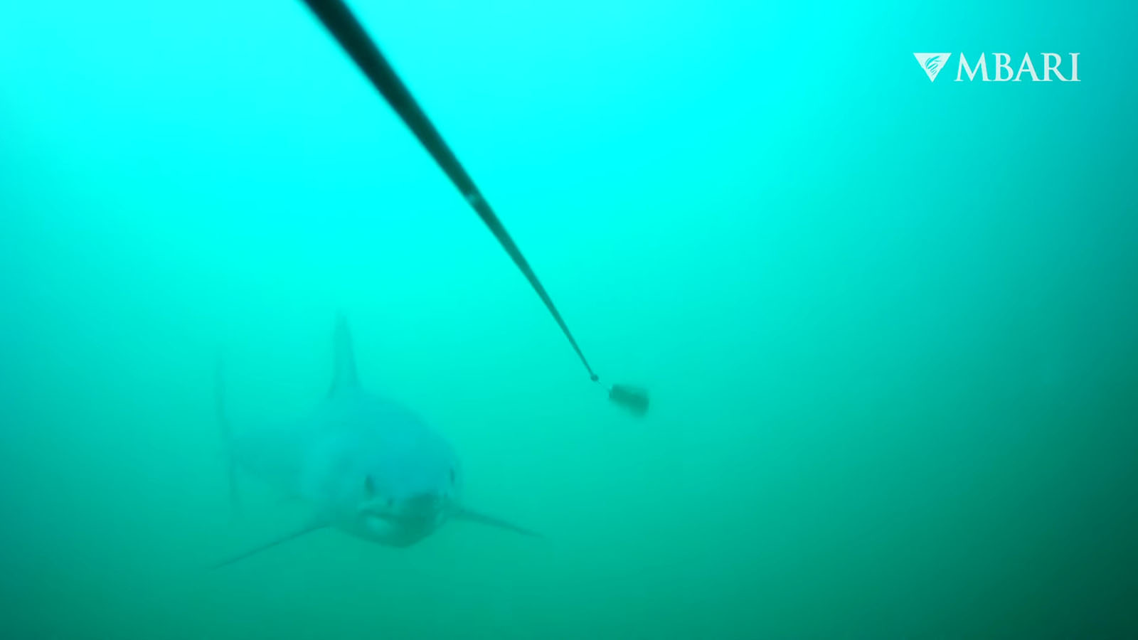 Underwater Camera Captures Footage of Elusive Predators | PetaPixel