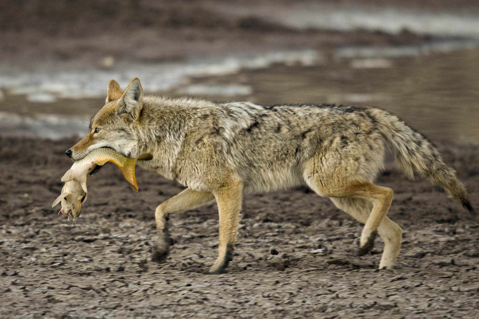 Bird Photography in New Mexico’s Rio Grande Valley | PetaPixel