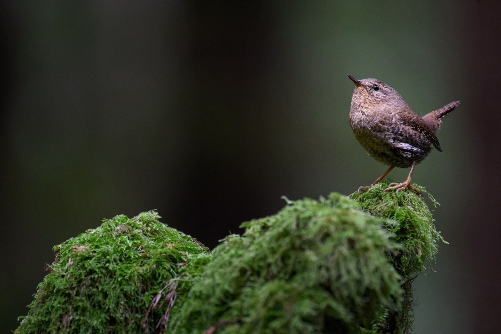 Photographing a Pacific Wren in the Redwood Forests of California ...