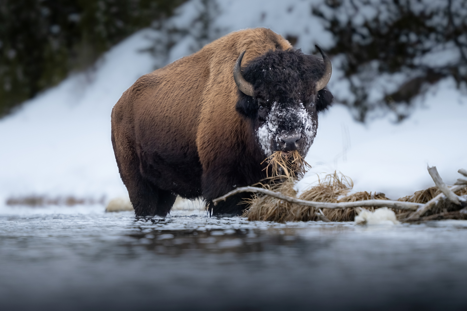 Photographing the Winter Wildlife of Yellowstone | PetaPixel