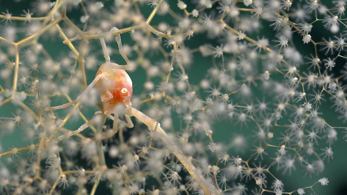 Scientists Photograph 50 Never-Before-Seen Deep Sea Species | PetaPixel