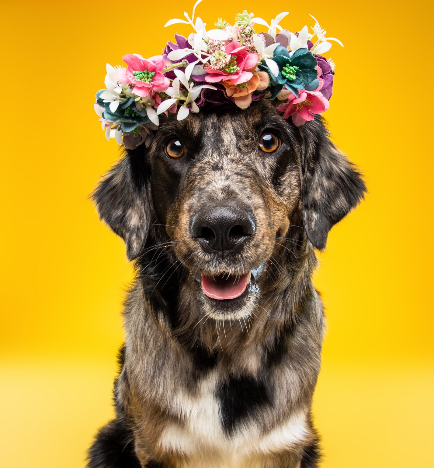 Photographer Becomes Online Sensation With Stunning Dog Portraits ...
