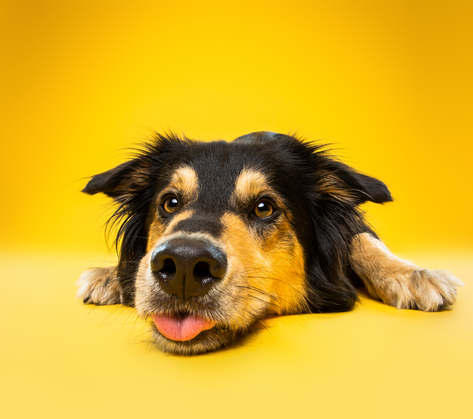Photographer Becomes Online Sensation With Stunning Dog Portraits ...