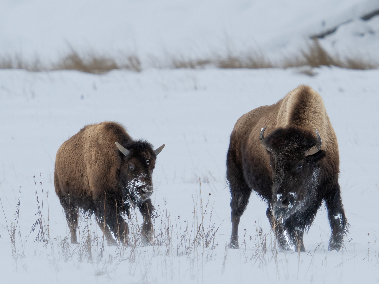 Photographing the Winter Wildlife of Yellowstone | PetaPixel