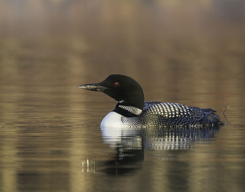 Wildlife On a Maine Pond: A New Series of Nature Photography Journals ...