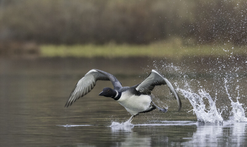 Wildlife On a Maine Pond: A New Series of Nature Photography Journals ...
