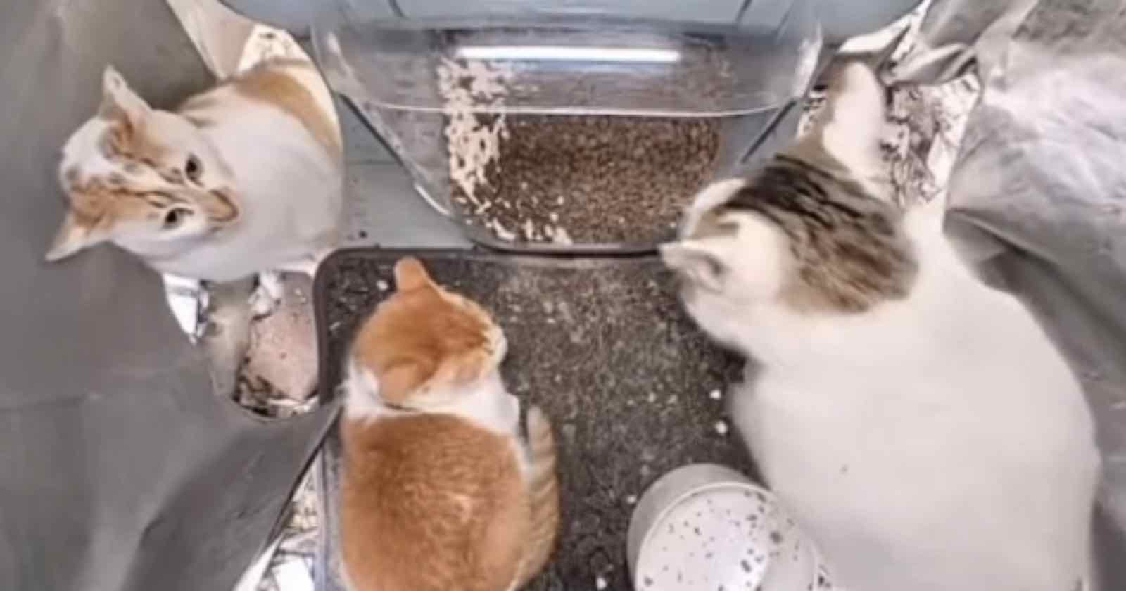 This Live Webcam Lets Viewers Watch and Feed Stray Cats | PetaPixel