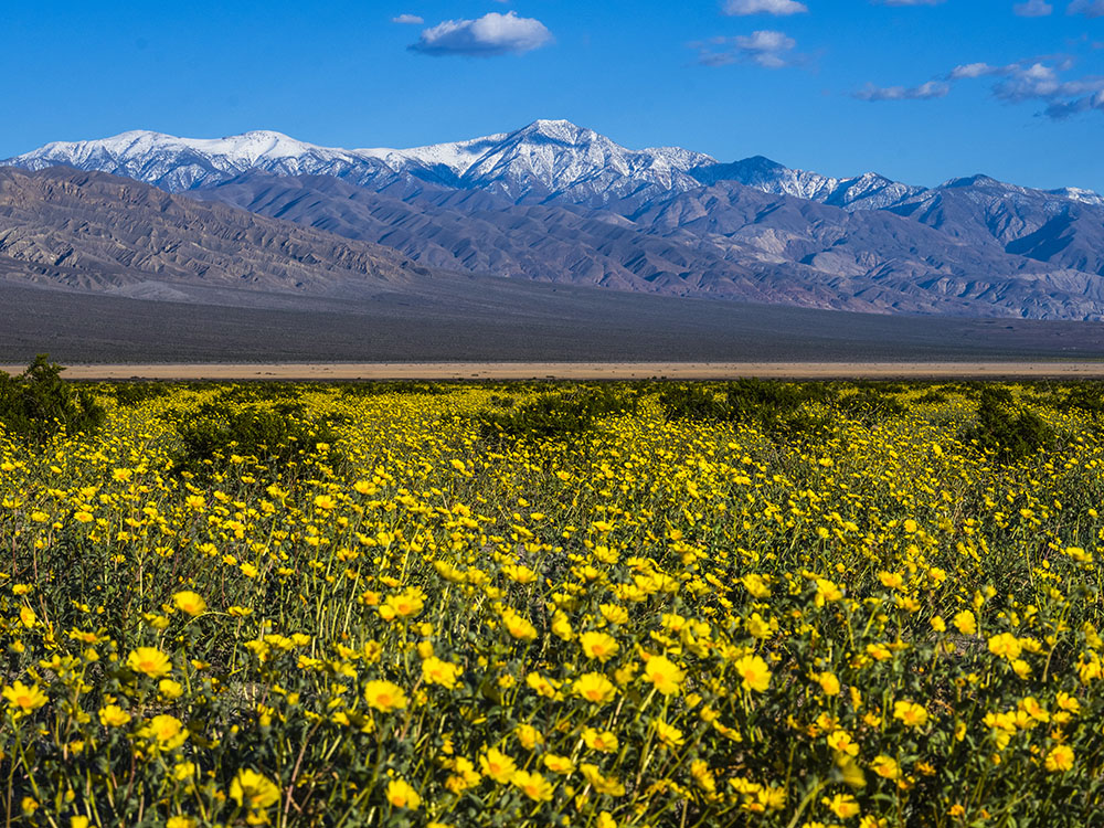 Photos Show Wildflower Superbloom Covering Death Valley in California ...