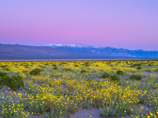Photos Show Wildflower Superbloom Covering Death Valley in California ...
