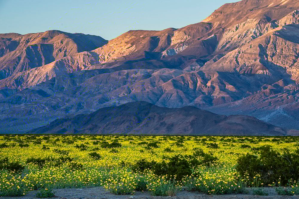 Photos Show Wildflower Superbloom Covering Death Valley in California ...