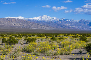 Photos Show Wildflower Superbloom Covering Death Valley in California ...