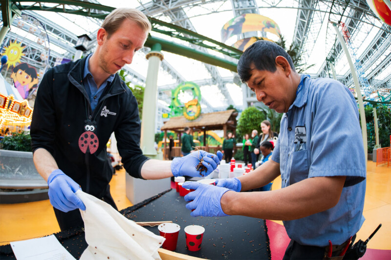 In Photos: 144,000 Ladybugs Released Into the Mall of America on Earth ...
