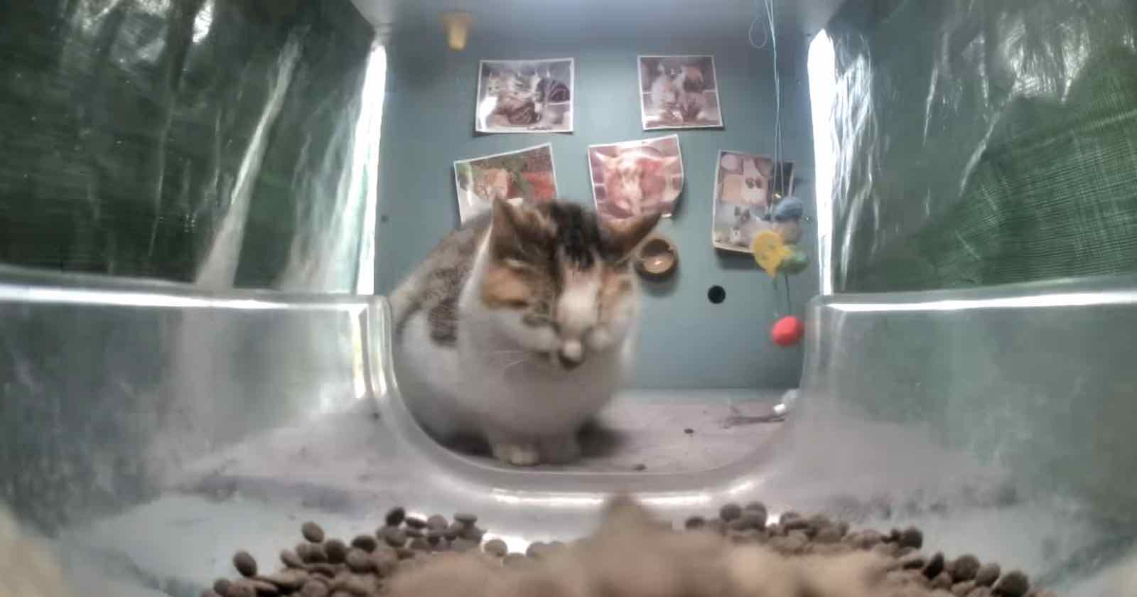 This Live Webcam Lets Viewers Watch and Feed Stray Cats | PetaPixel