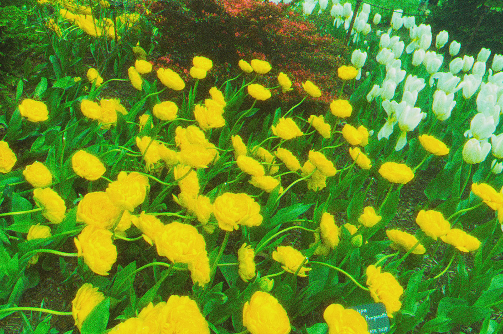 Mood.Camera is a Film-Like iPhone App With Point-and-Shoot Style ...