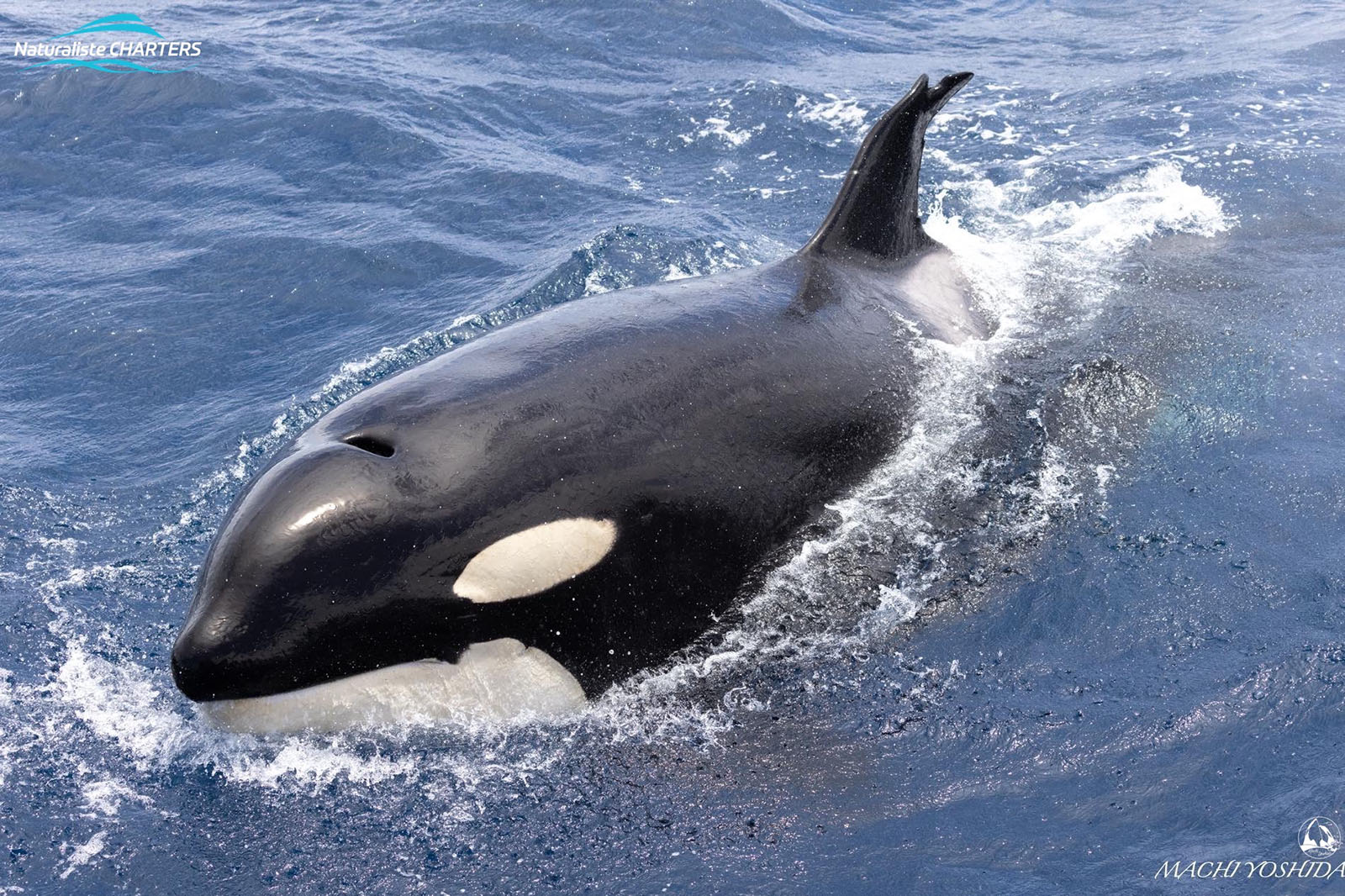 Japanese Photographer is Living Her Dream Capturing Orcas All Over the ...
