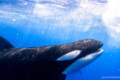 Japanese Photographer is Living Her Dream Capturing Orcas All Over the ...