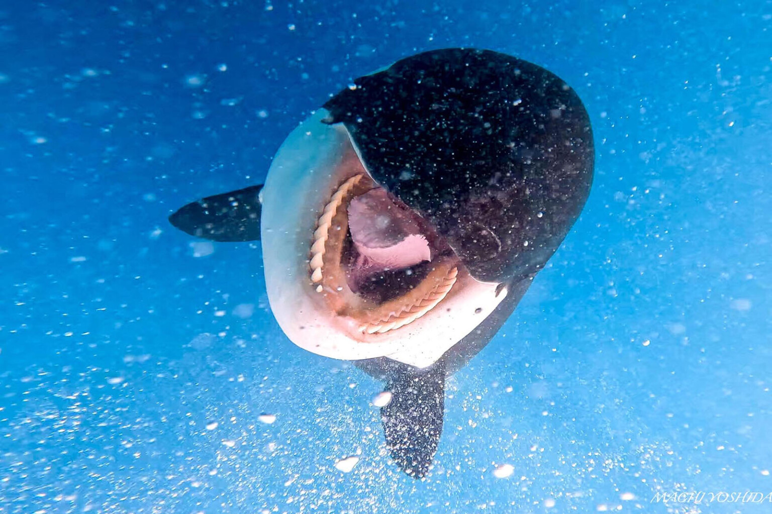 Japanese Photographer is Living Her Dream Capturing Orcas All Over the ...