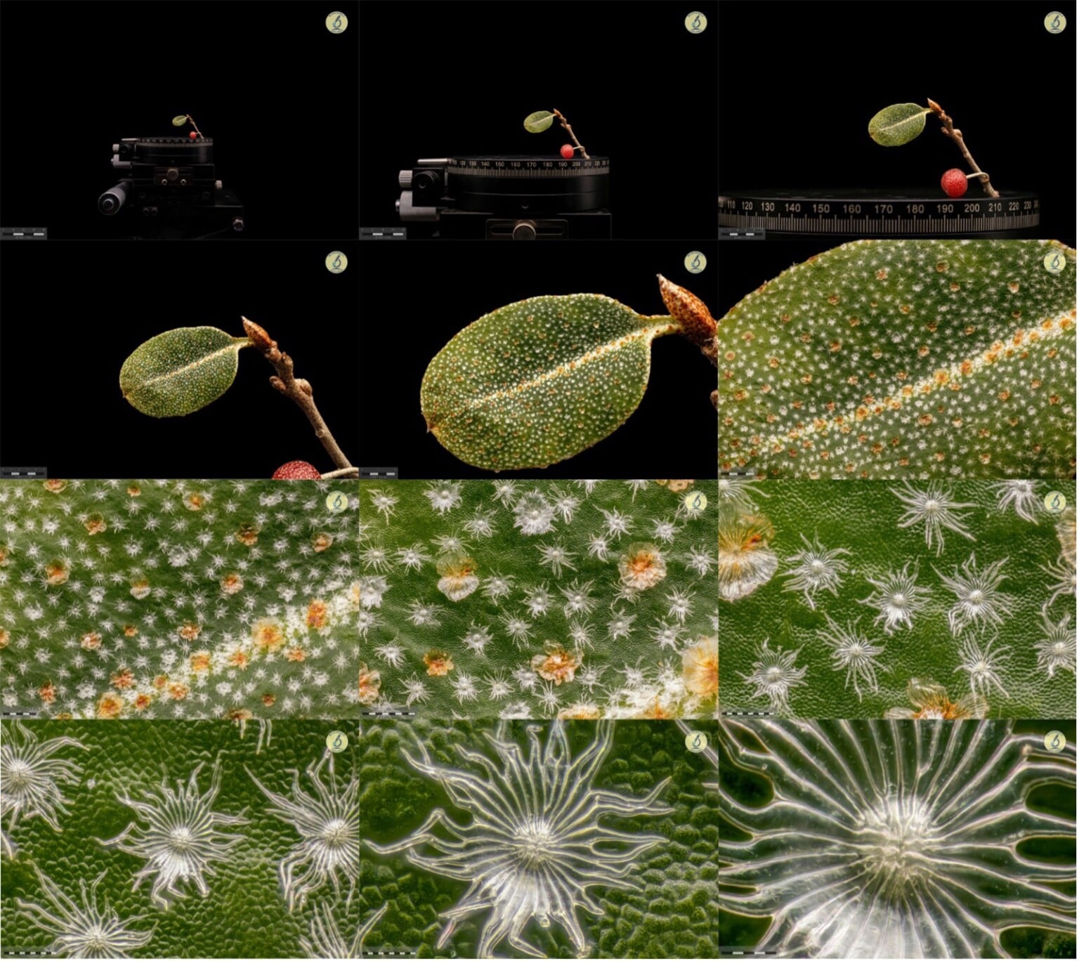 Macro Photographer Reveals 'Unseen World' of Household Objects | PetaPixel