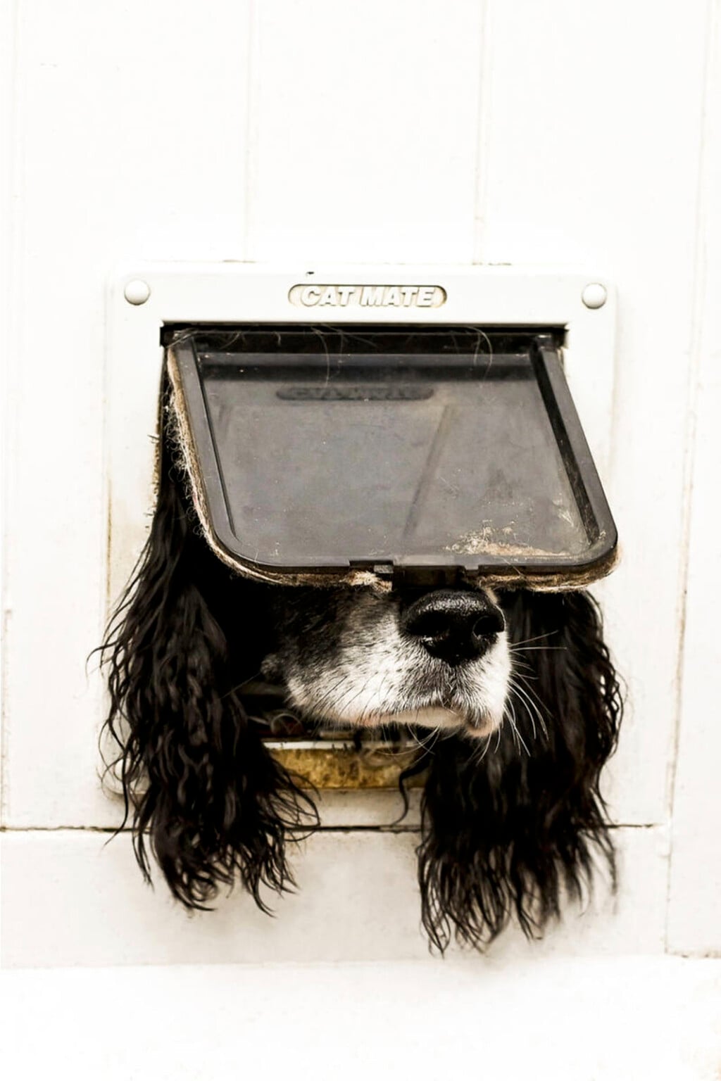 The 30 Comedy Pet Photo Awards Finalists Are Adorable and Hilarious ...