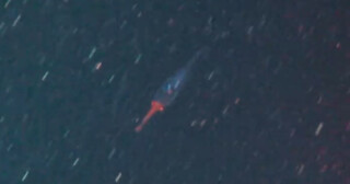 Scientists Think They've Captured First-Ever Footage of a Colossal ...