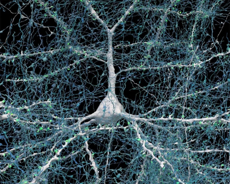 Groundbreaking Images Reveal the Human Brain at Nanoscale Resolution ...