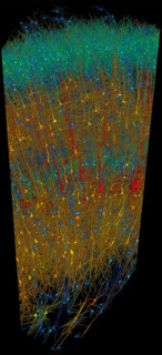 Groundbreaking Images Reveal the Human Brain at Nanoscale Resolution ...