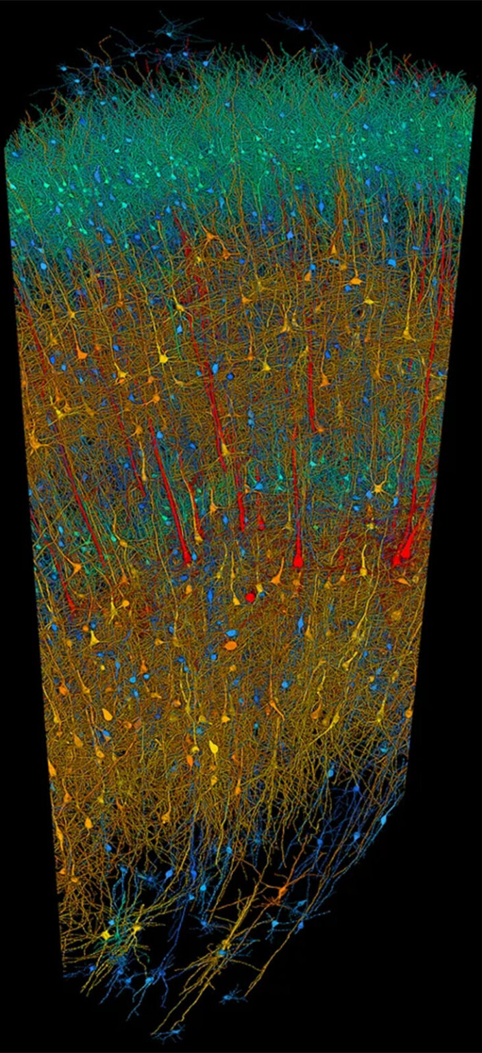 Groundbreaking Images Reveal the Human Brain at Nanoscale Resolution ...