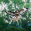 Photographer Captures Incredible Battle Between Hawk and Owl | PetaPixel