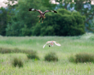 Photographer Captures Incredible Battle Between Hawk and Owl | PetaPixel