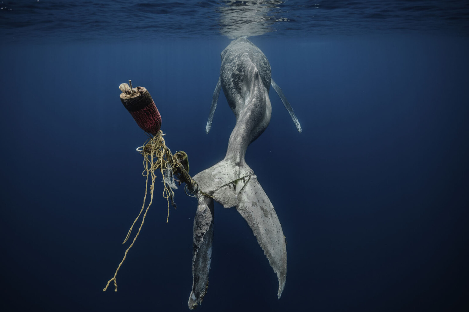 Stunning Photo Competition Shines a Light on Earth's Amazing ...